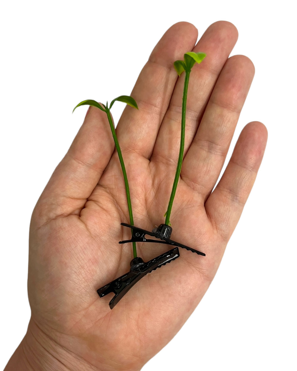 Lot de 2 pinces à bec classiques Sprout | Rave Trinkets | Sprouts For Raves